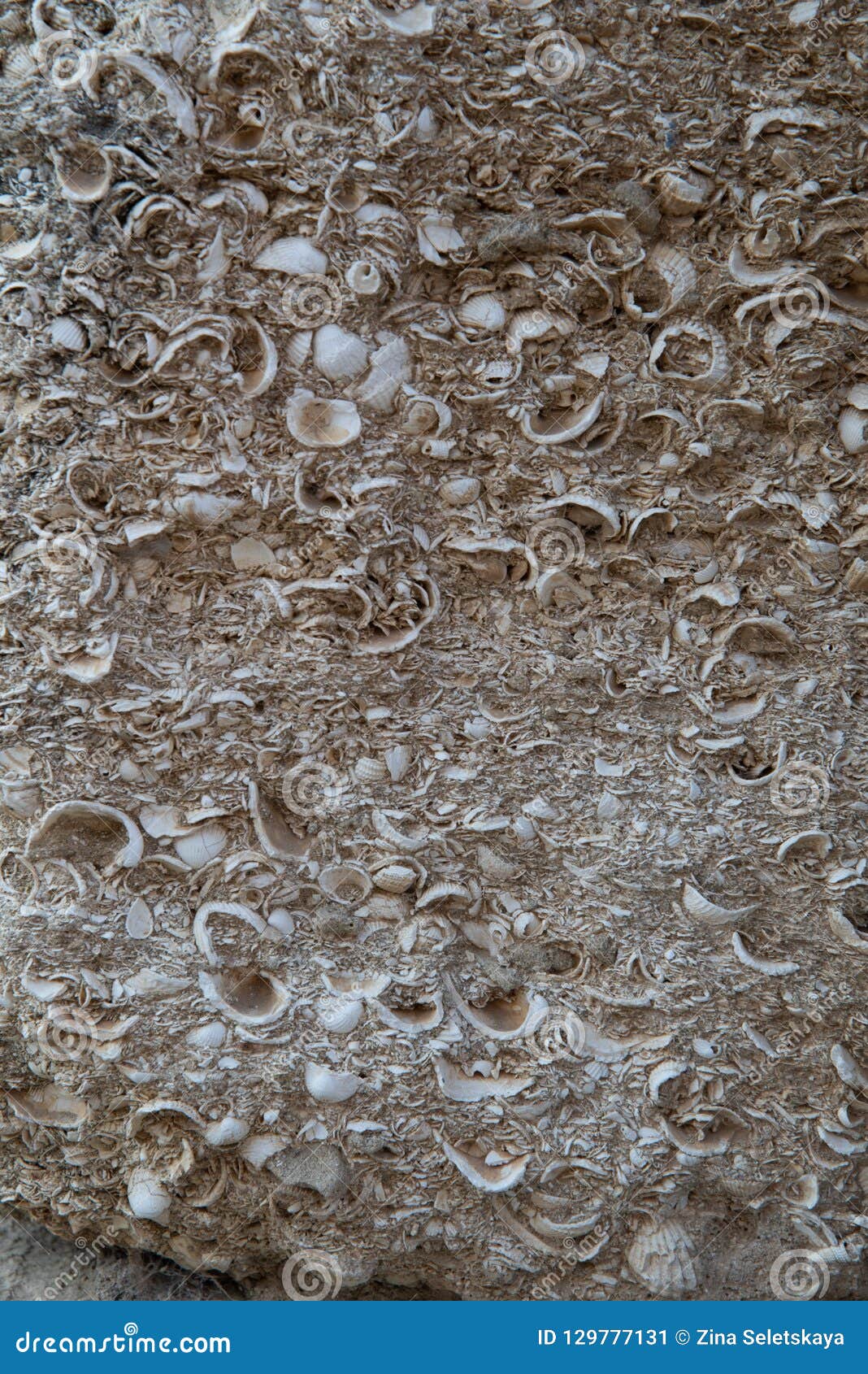 Old Shells in Limestone Texture Stock Image - Image of limestone ...