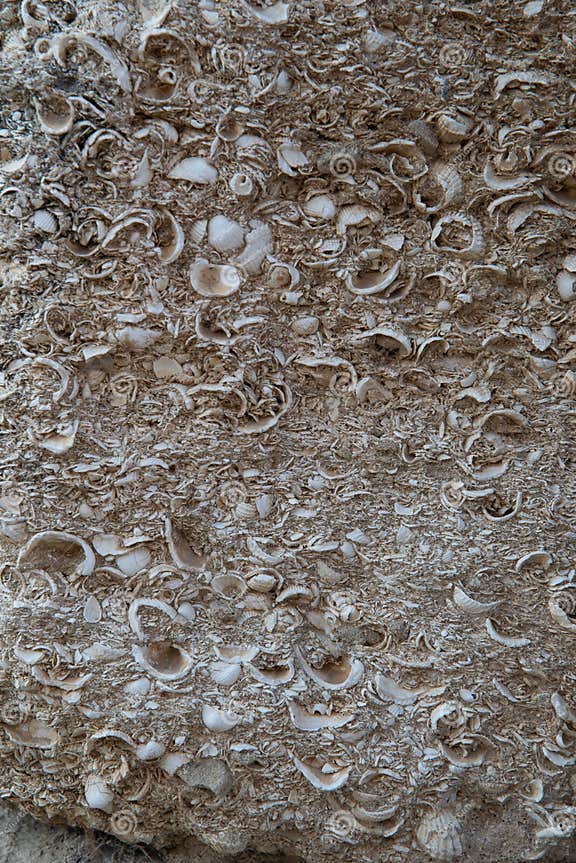 Old Shells in Limestone Texture Stock Image - Image of limestone ...