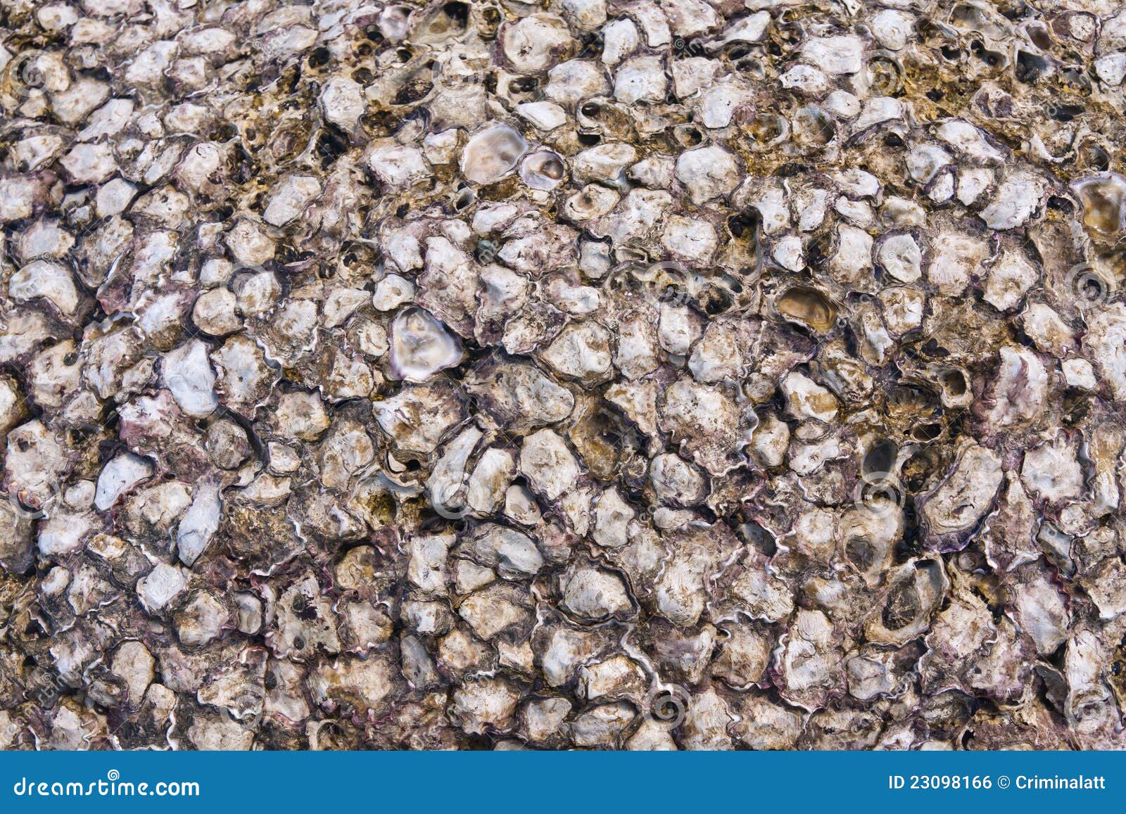 Ancient shells in rock stock photo. Image of rough, texture - 23098166