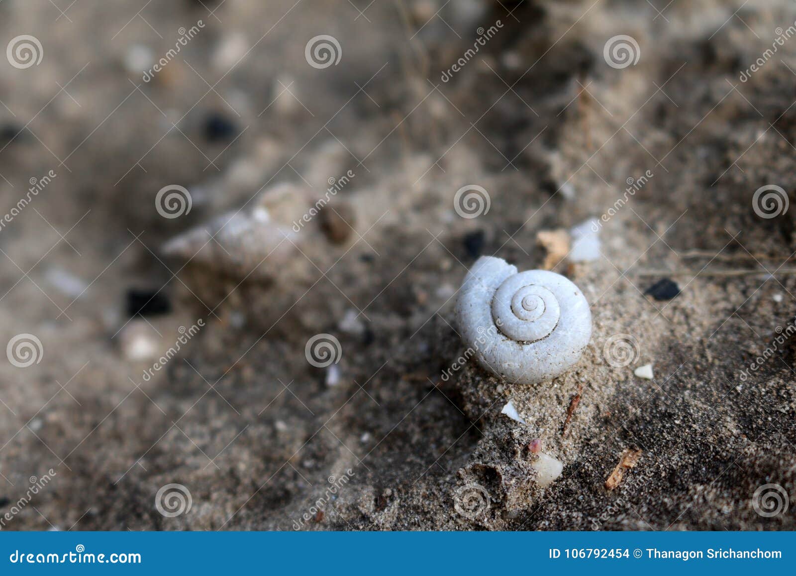 Ancient Shells in the Soil and Sand Stock Photo - Image of rock, ocean ...