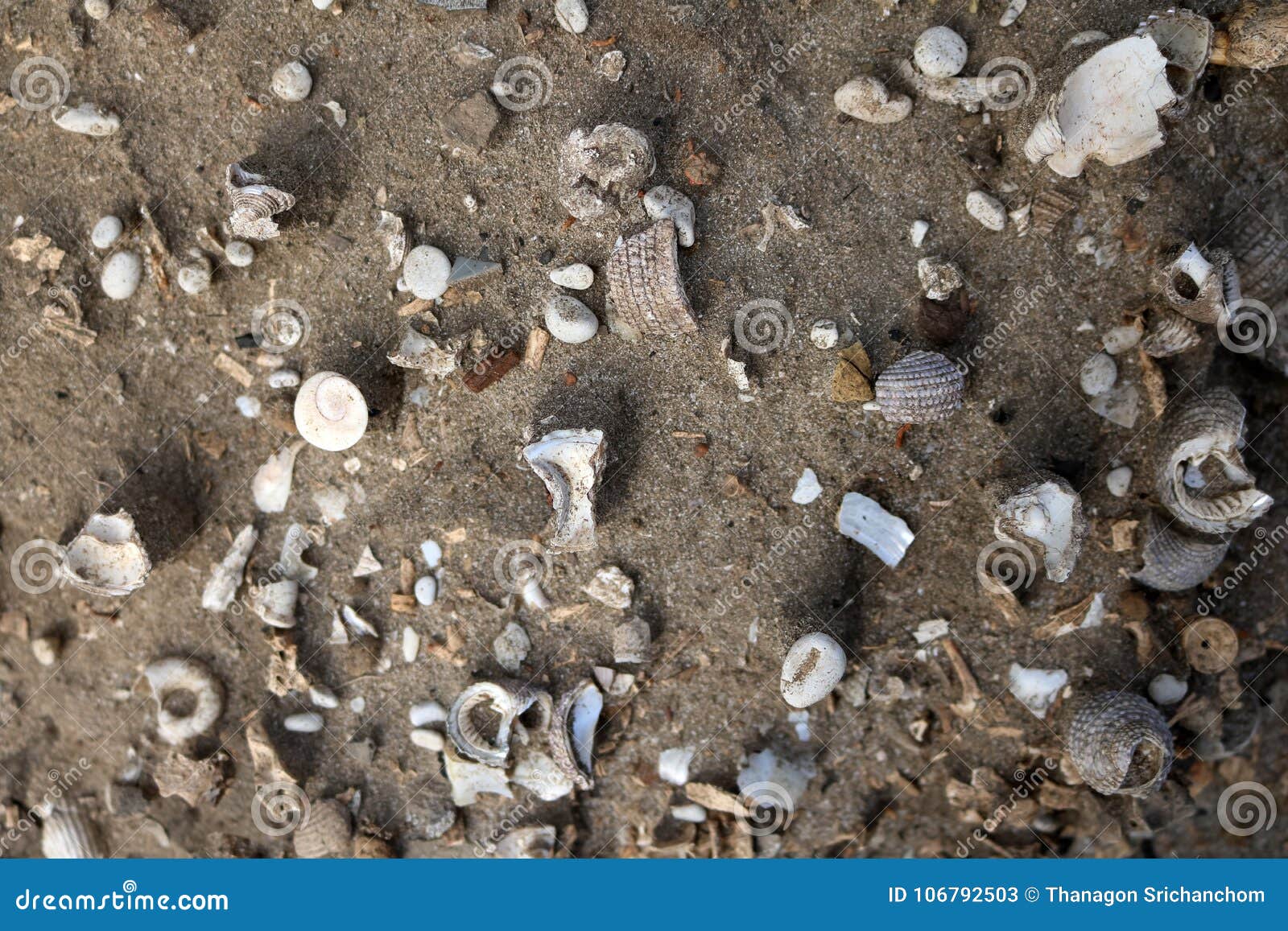 Ancient Shells in the Soil and Sand Stock Image - Image of closeup ...