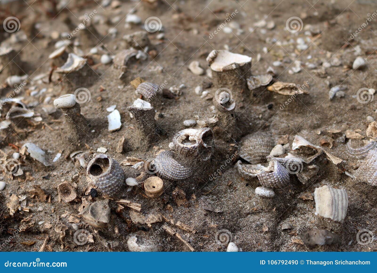 Ancient Shells Stock Photo | CartoonDealer.com #1608054