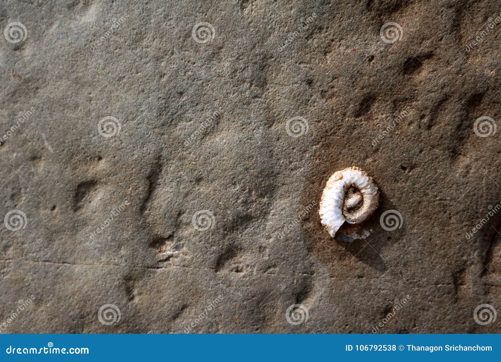 Ancient Shells in the Soil and Sand Stock Photo - Image of extinct ...