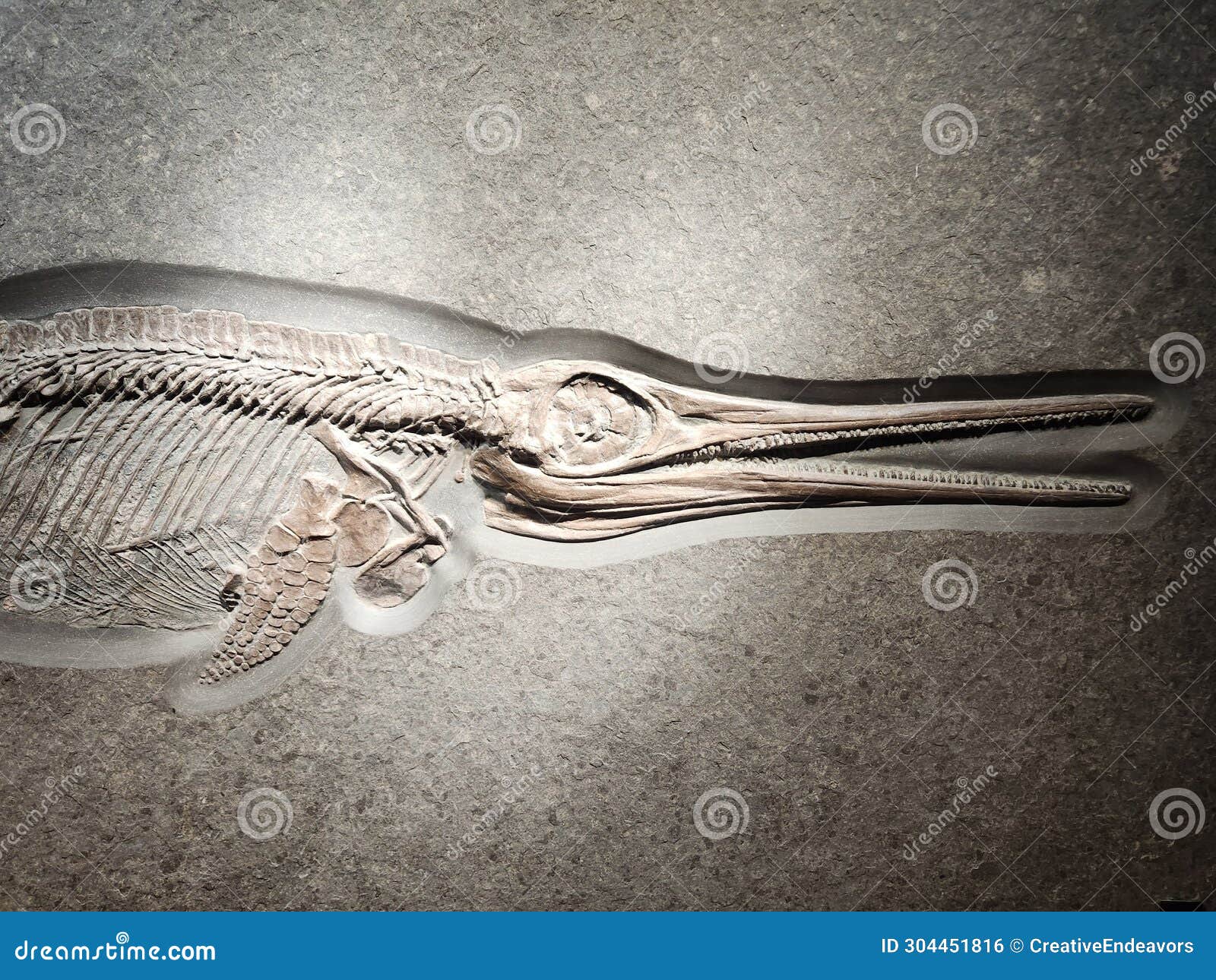 Ancient Fossilized Small Ichthyosaur with Shadow - Mounted Skeleton ...