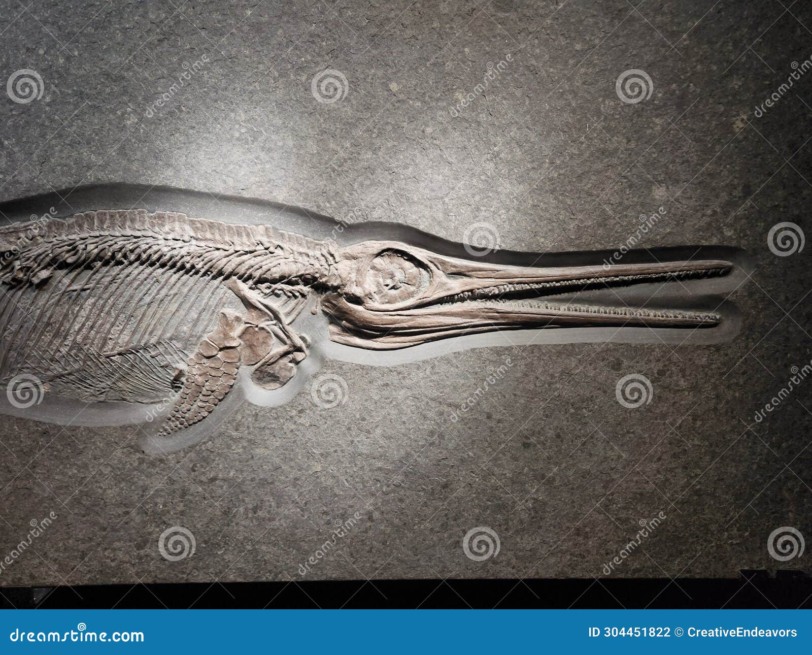 Ancient Fossilized Small Ichthyosaur with Shadow - Mounted Skeleton ...