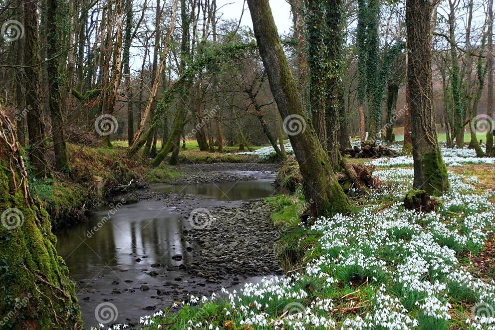 Ancient Snowdrop Forest stock image. Image of magical - 1713715