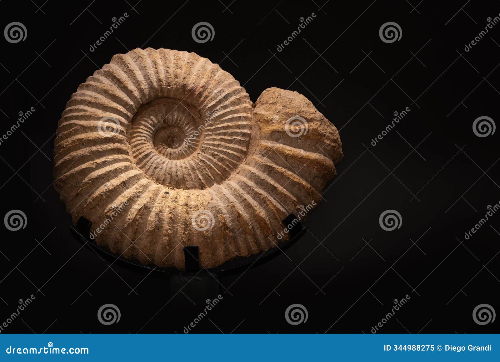 Ancient Spiral Ammonite Fossil Stock Image - Image of detail, mollusk ...