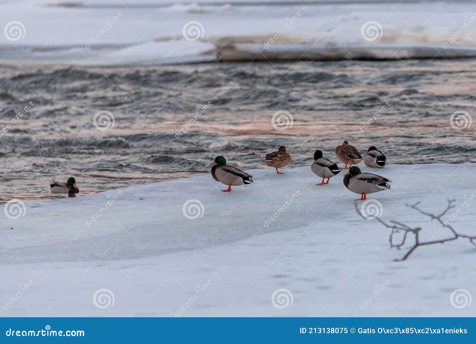 Ancient Ducks House In The Park Of Pena Palace Stock Photo ...