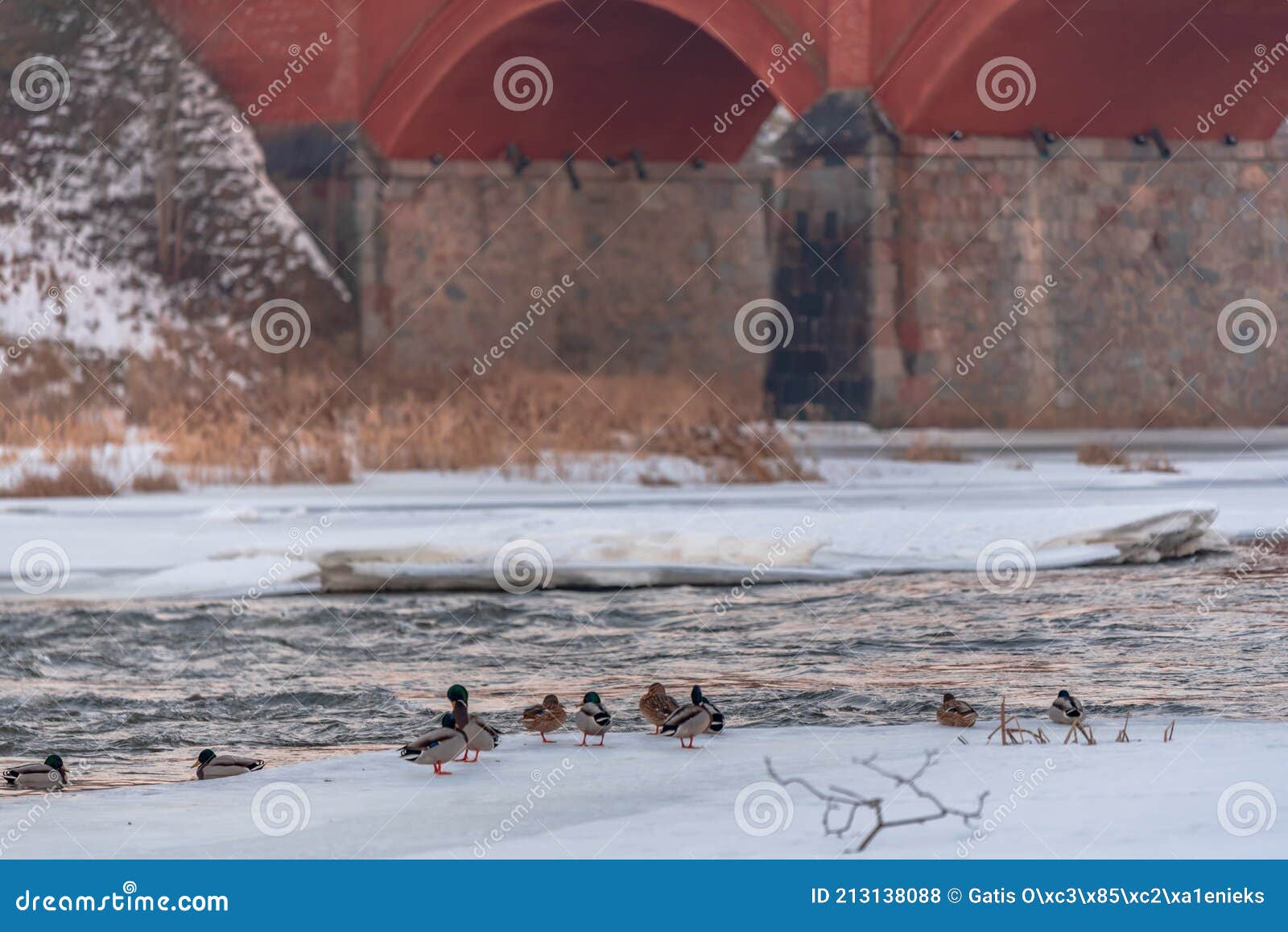 Ancient Stone, Brick Bridge and Ducks Stock Photo - Image of beauty ...