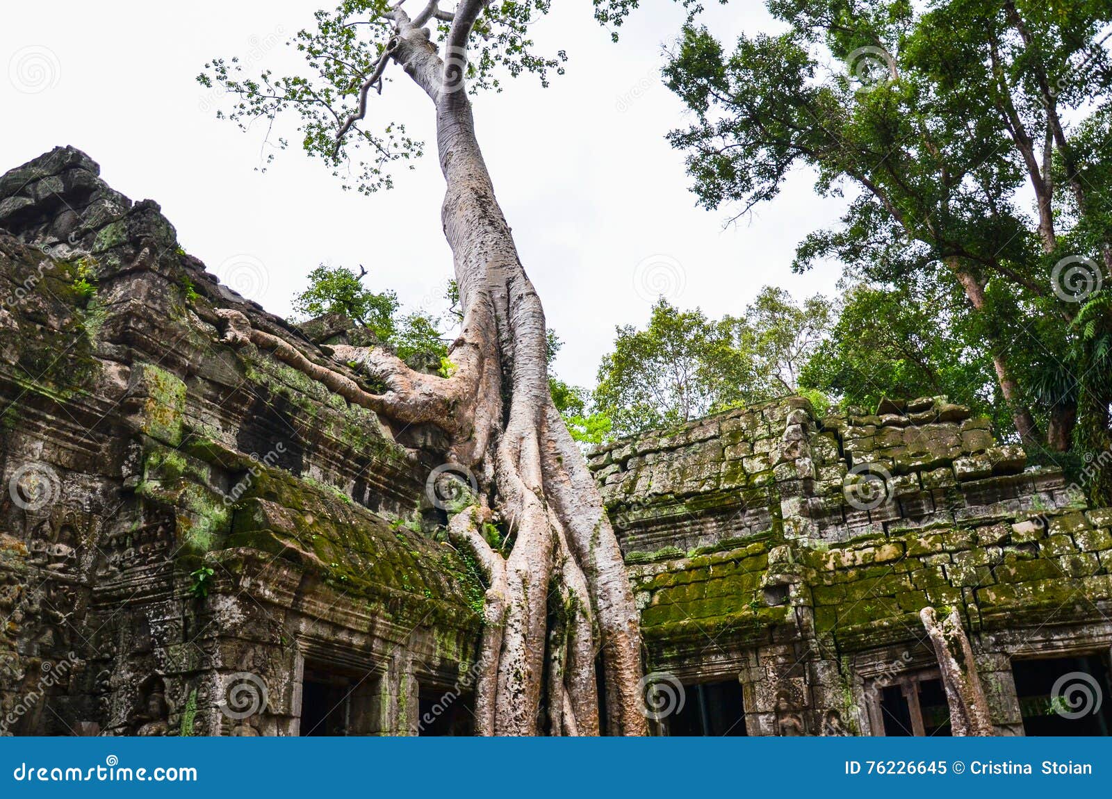 Ancient Stone Construction and Tree Roots, Ta Prohm Temple Ruins ...