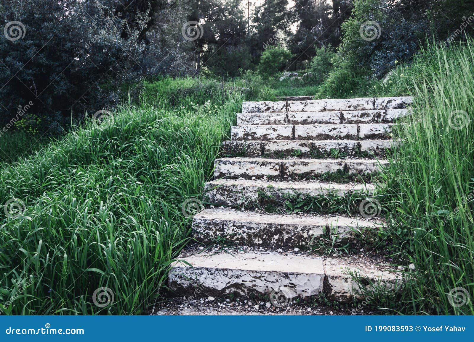 Ancient Stone Steps in the Jerusalem Forest Stock Image - Image of ...