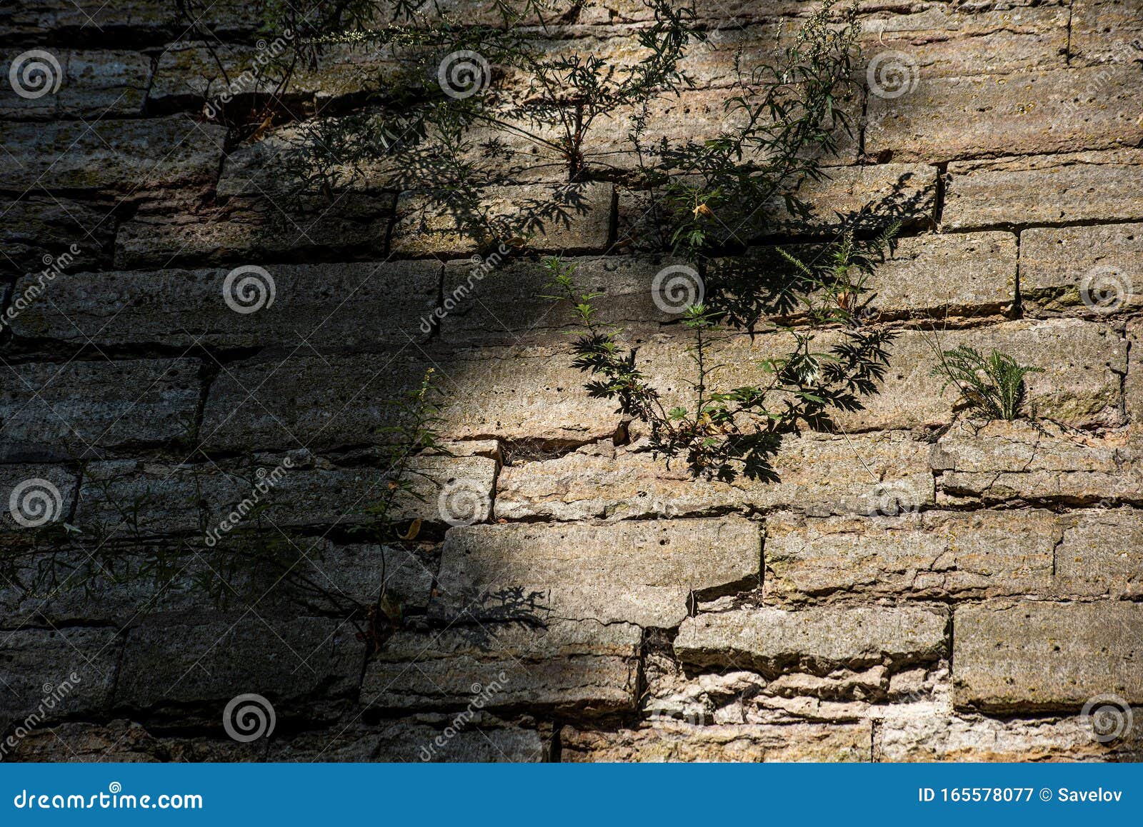 Ancient Stone Wall Overgrown with Vegetation Stock Image - Image of ...