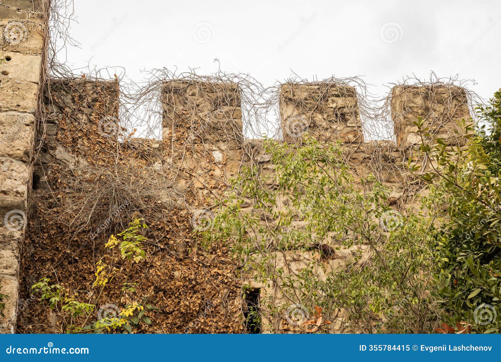 An Overgrown Vines In Forest Climbing The Old Abandoned Tall Tree Stock ...