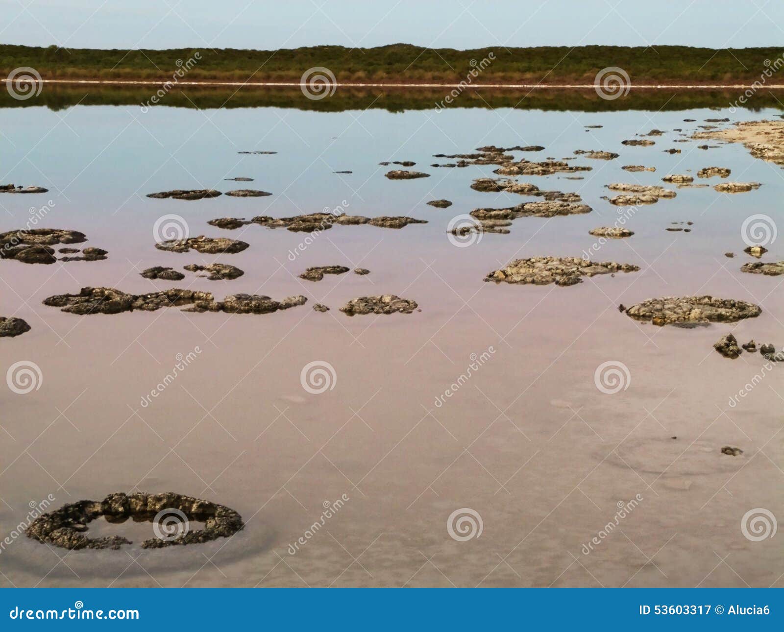 Ancient Stromatolites stock image. Image of living, atmosphere - 53603317