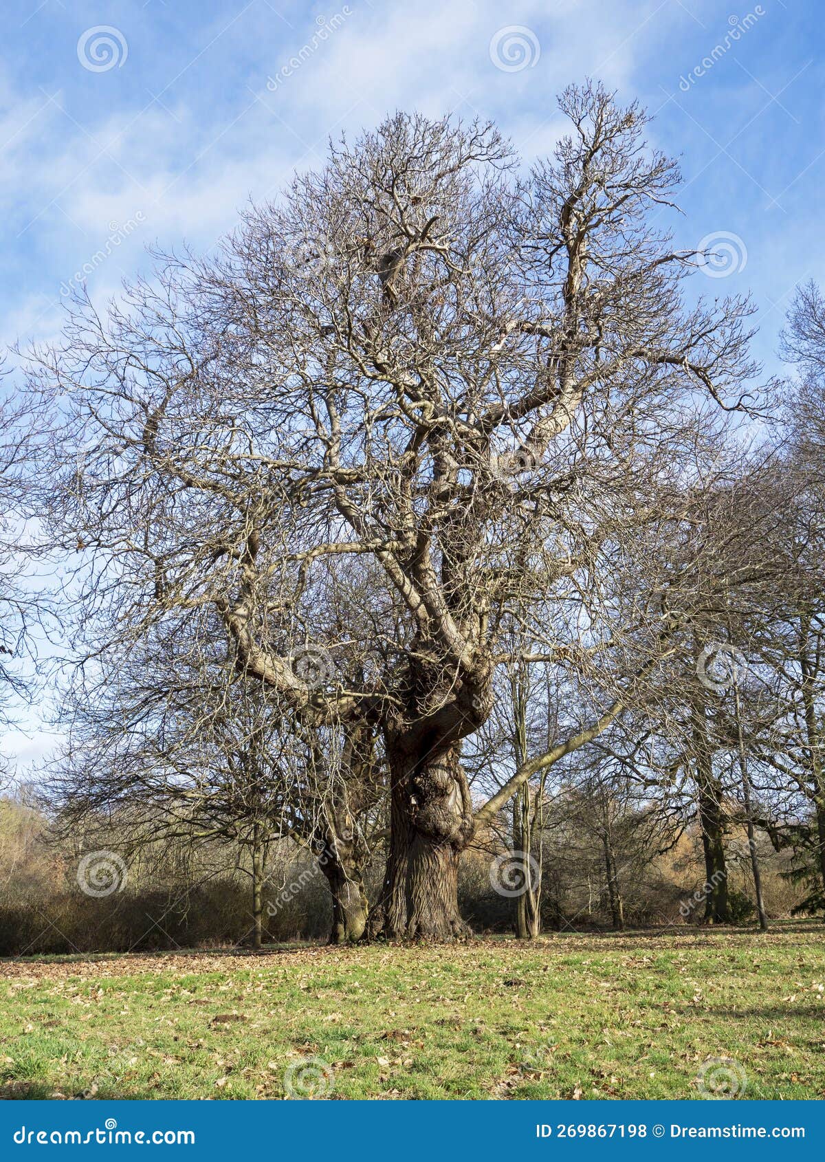Ancient Sweet Chestnut Tree with Bare Winter Branches Stock Photo ...