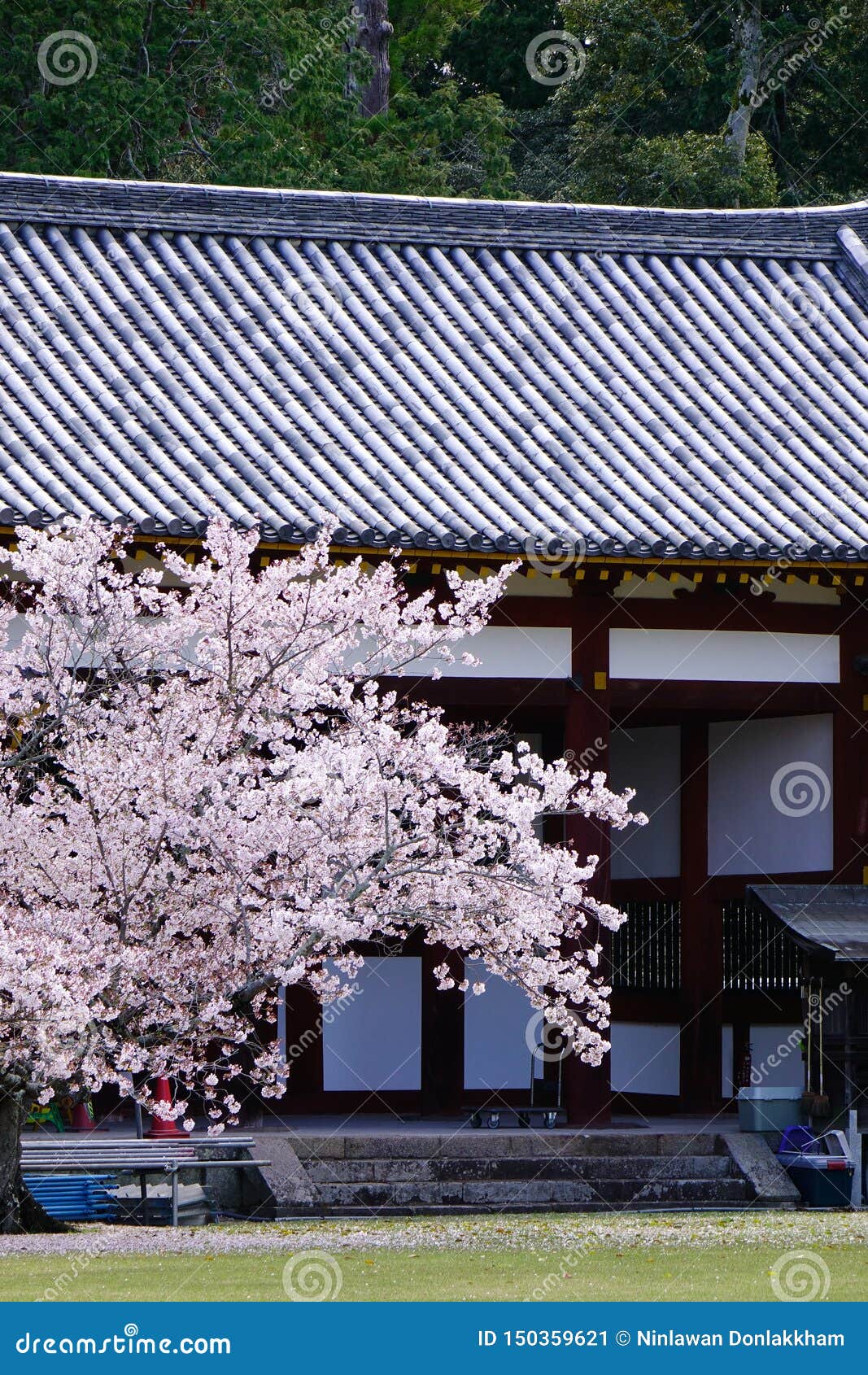 Ancient Temple with Cherry Blossom Stock Image - Image of religious ...