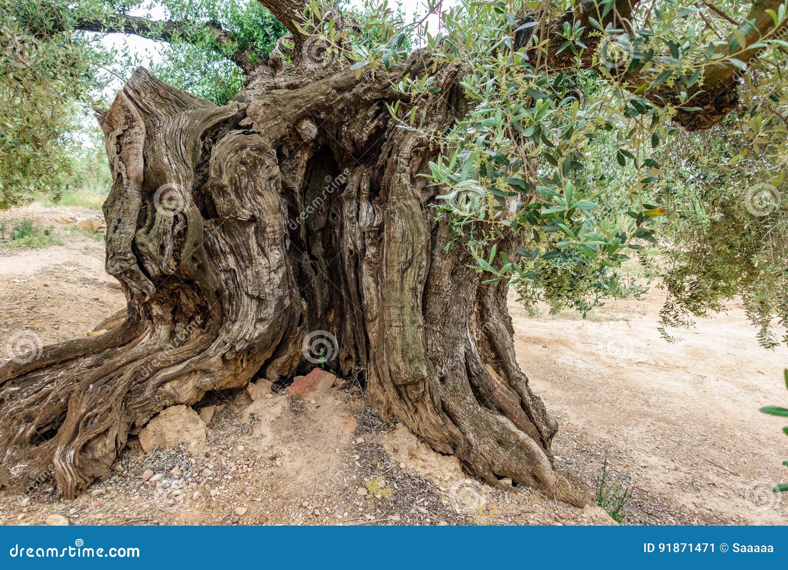Ancient Thousand-year-old Olive Tree Trunk Stock Image - Image of olive ...