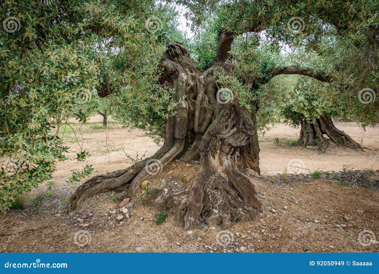 Ancient Thousand-year-old Olive Tree Trunk Stock Image - Image of ...