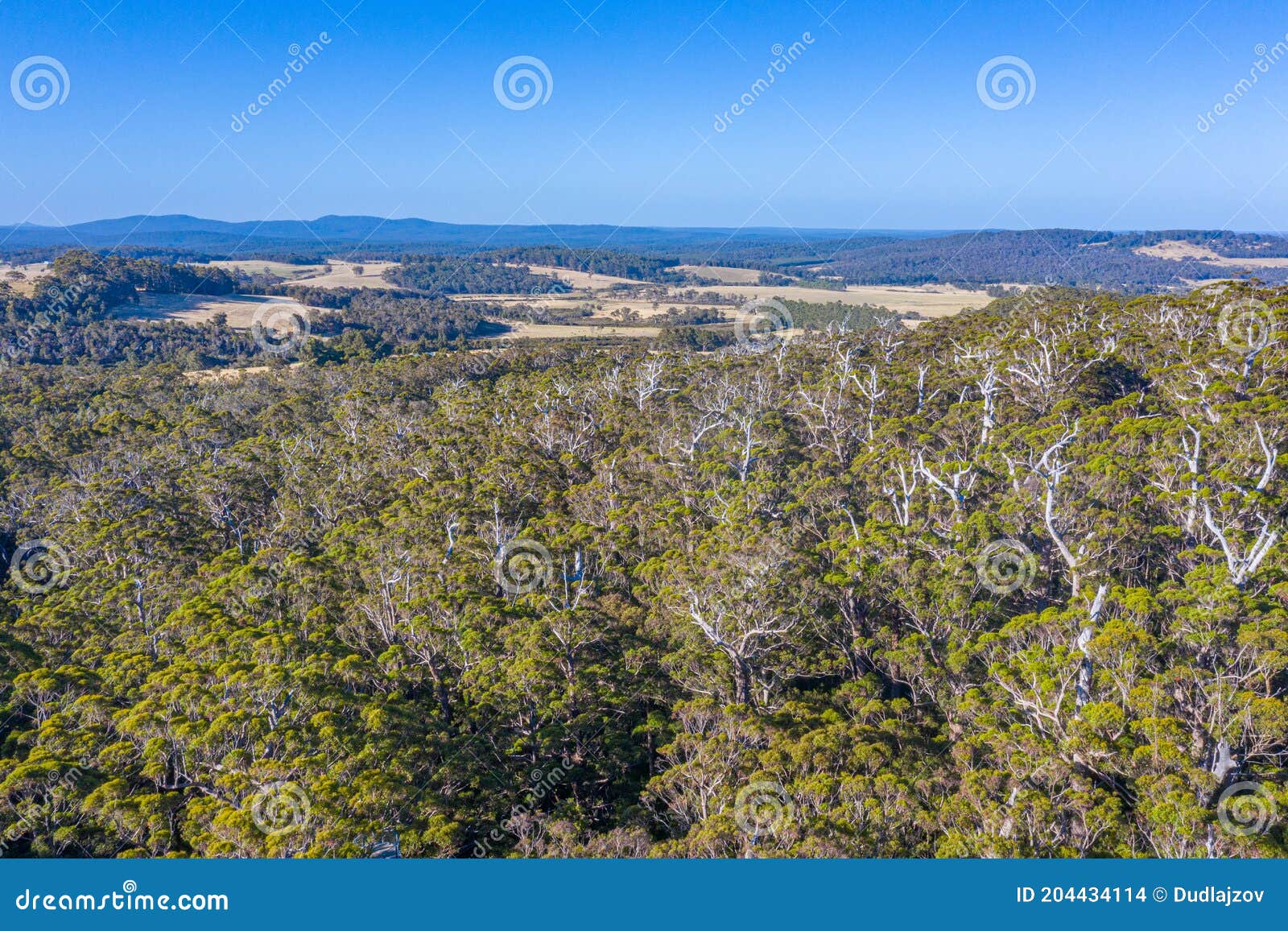 Ancient Tingle Forest at the Valley of Giants in Australia Stock Photo ...