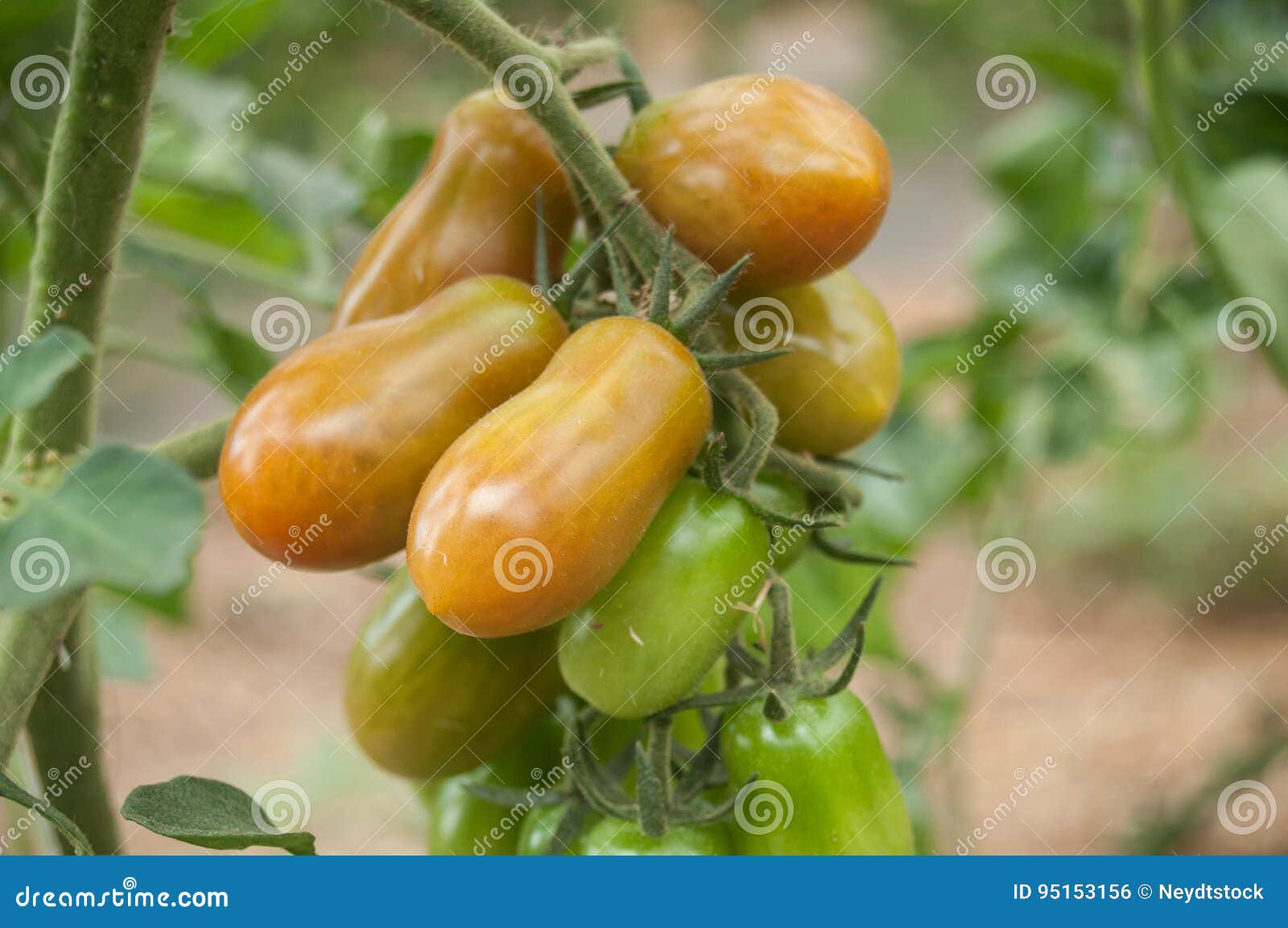 Ancient Tomatoes in a Vegetable Garden Stock Photo - Image of ...
