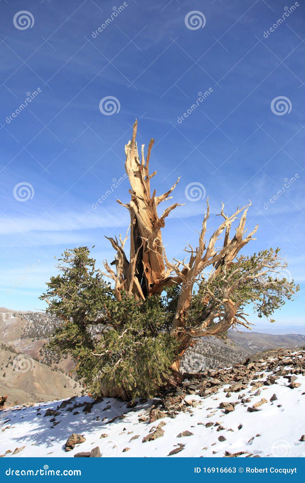 Ancient Tree stock image. Image of bristlecone, cold - 16916663