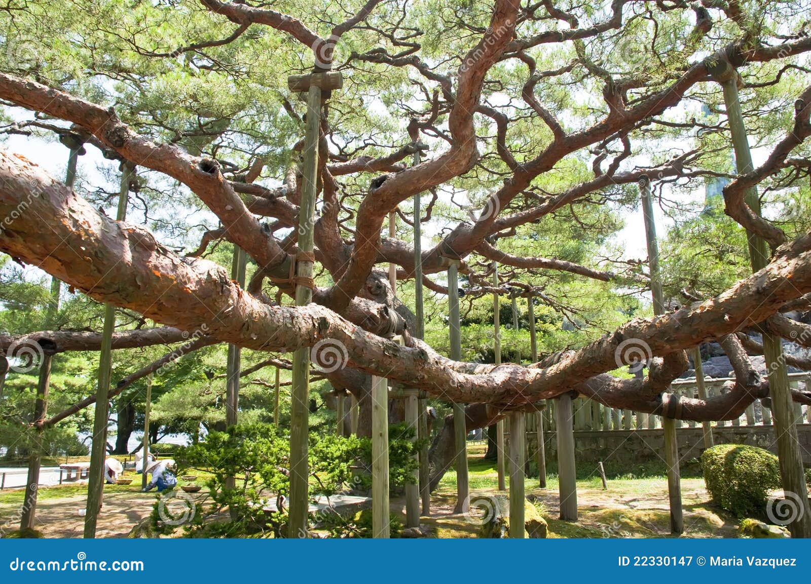 Ancient tree stock image. Image of fresh, wood, asia - 22330147