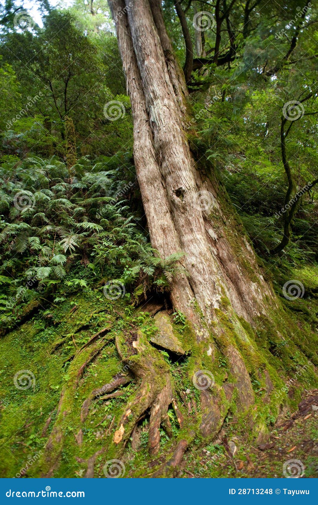 An ancient tree stock photo. Image of forest, bark, fall - 28713248