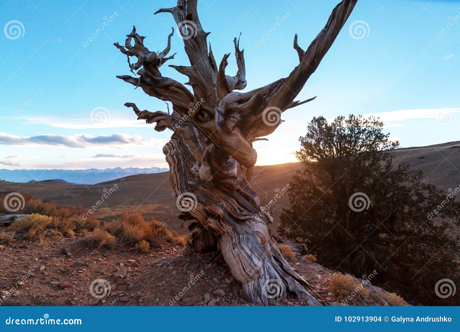 Ancient tree stock photo. Image of feet, groove, branches - 102913904