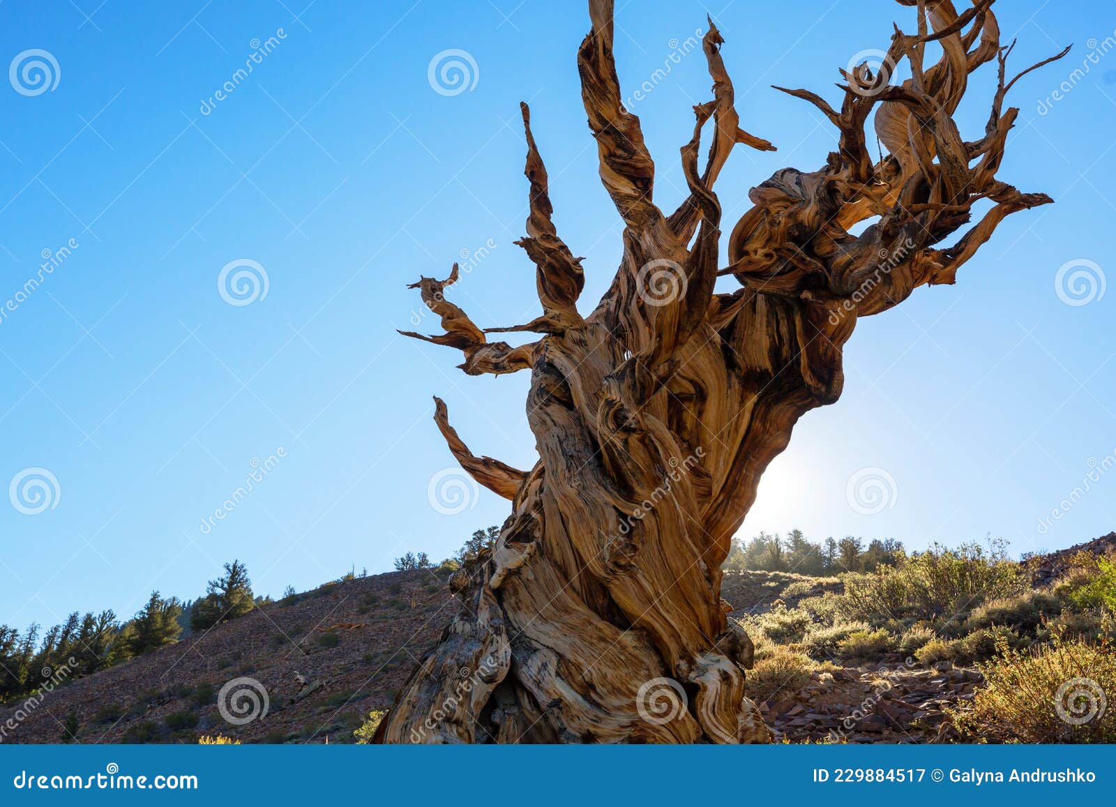 Ancient tree stock image. Image of botanical, slow, biology - 229884517