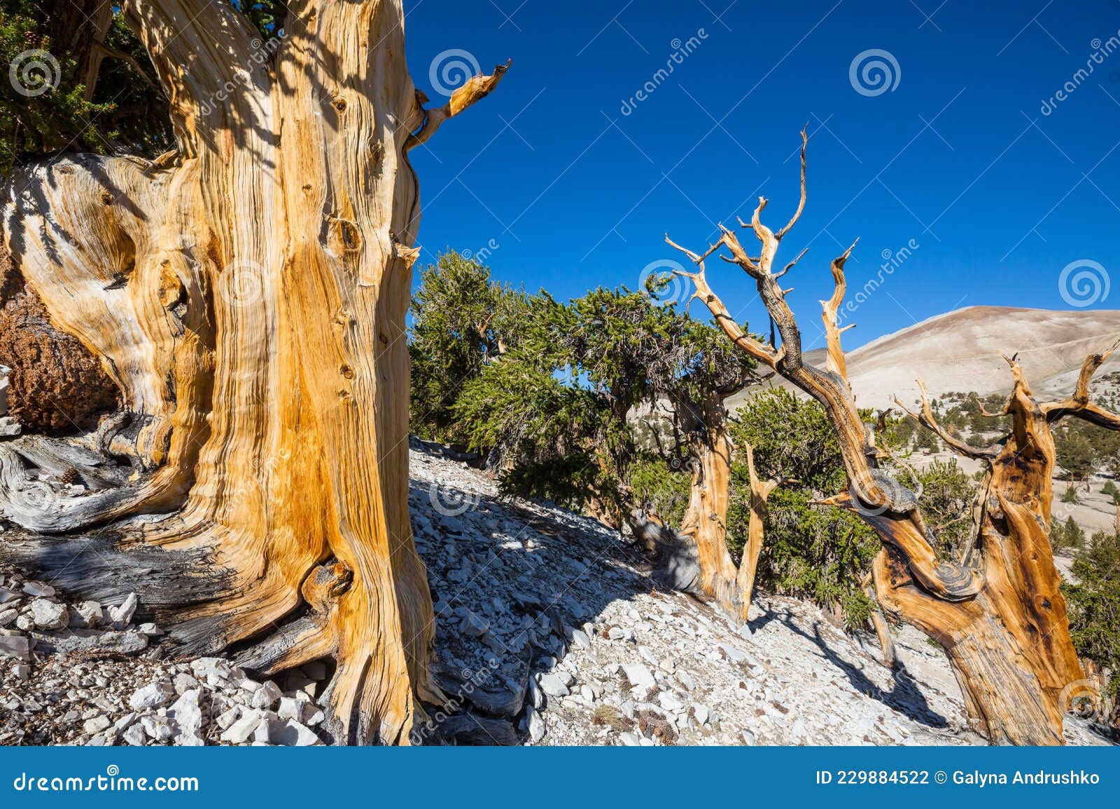 Ancient tree stock photo. Image of biology, feet, altitude - 229884522