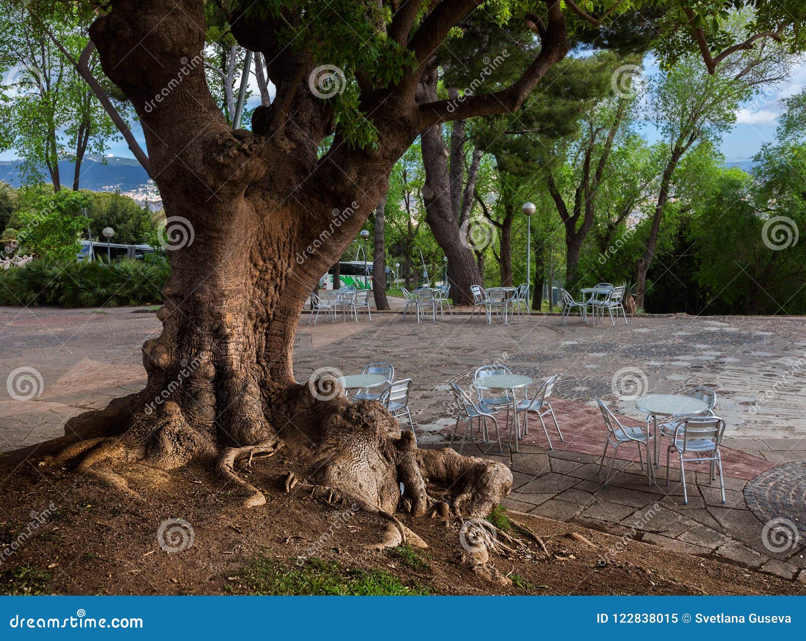 Ancient tree. Barcelona stock image. Image of catalan - 122838015