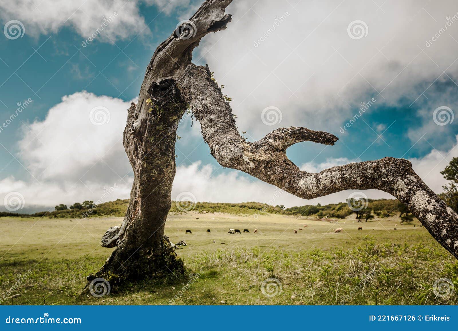 Ancient tree stock photo. Image of concept, spring, beautiful - 221667126
