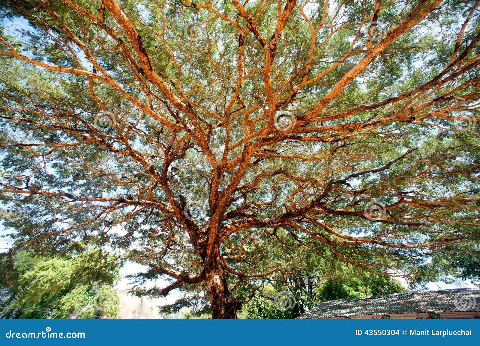 Ancient tree branches. stock photo. Image of evergreen - 43550304