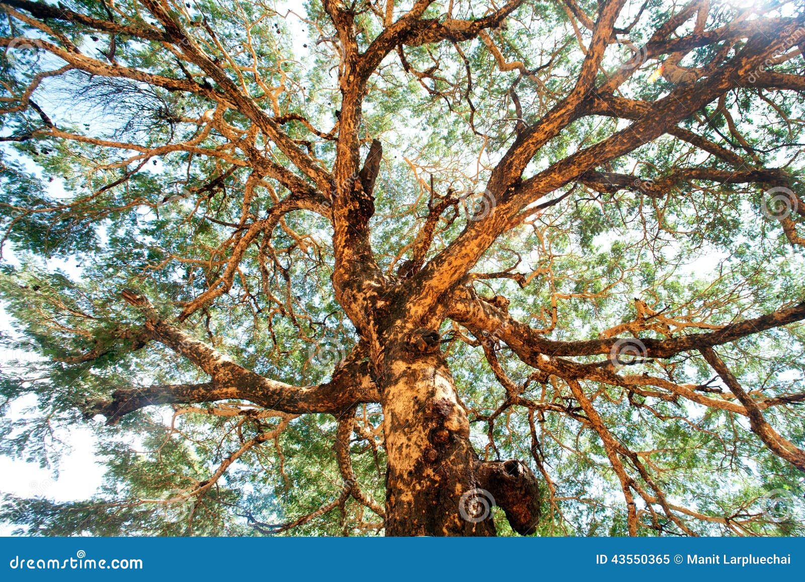 Ancient tree branches. stock image. Image of ancient - 43550365