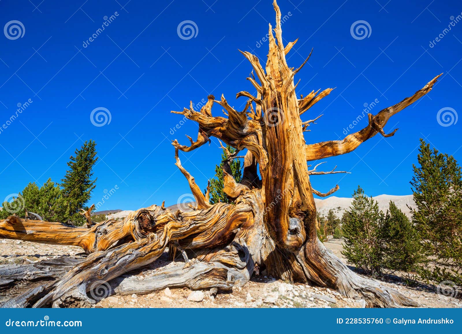 Ancient tree stock photo. Image of ancient, branches - 228535760