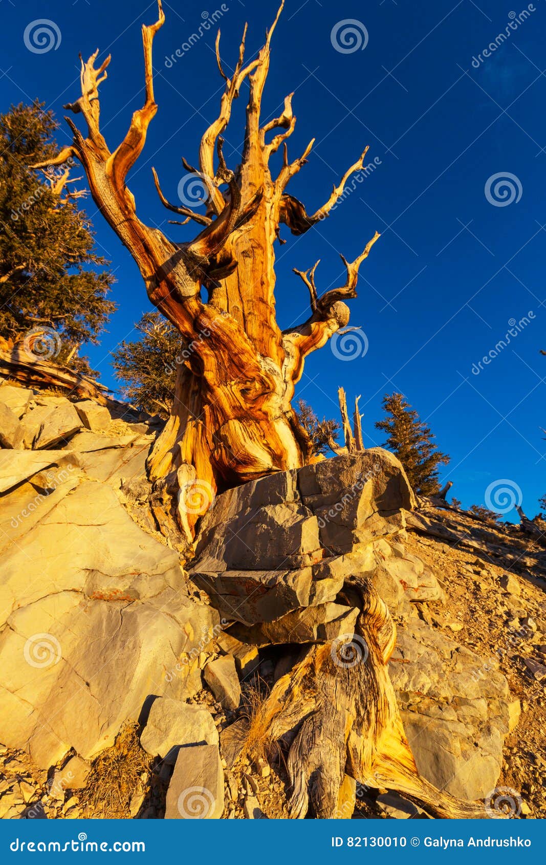 Ancient tree stock photo. Image of nature, branches, botany - 82130010