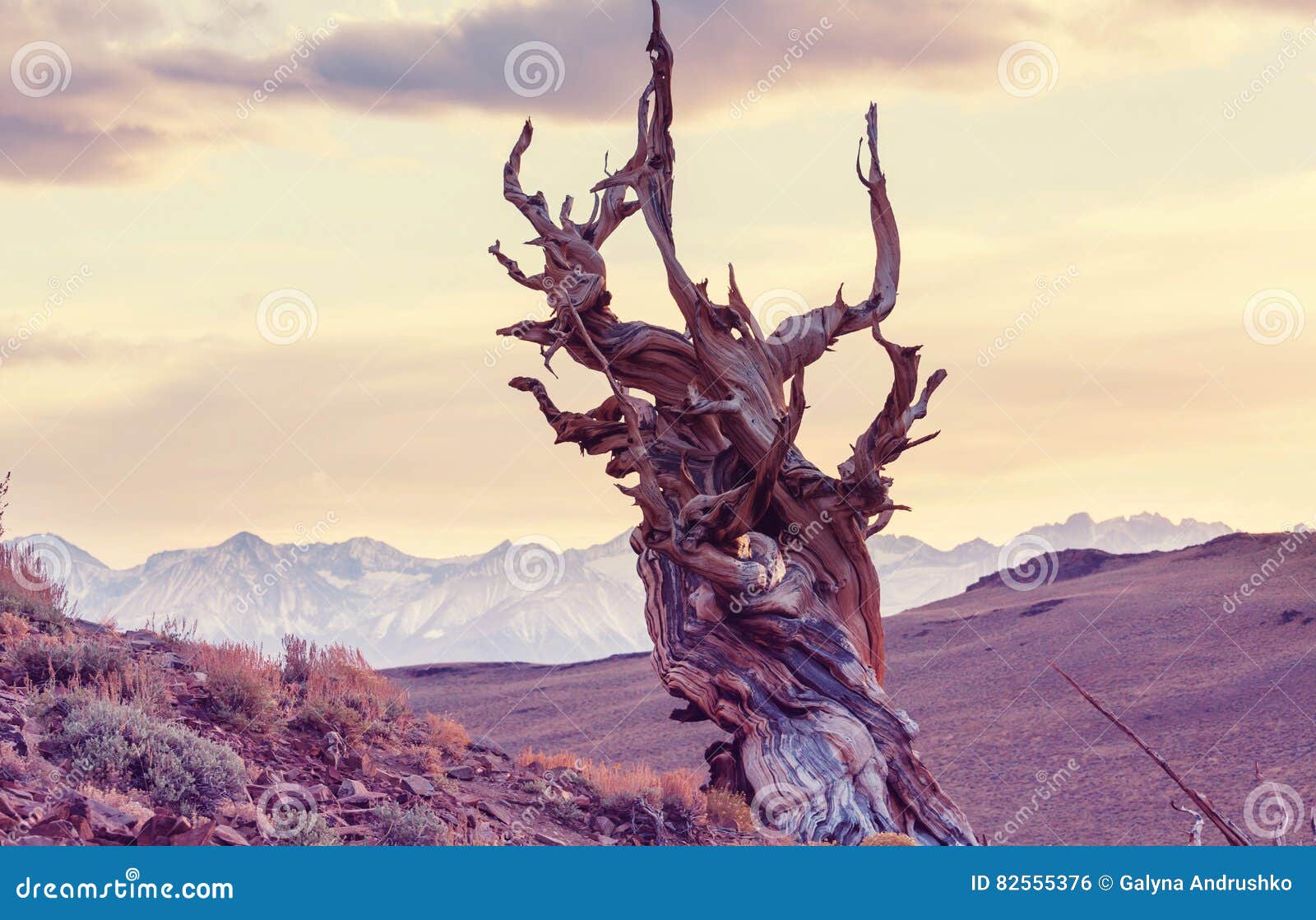 Ancient tree stock photo. Image of sierras, growing, gnarled - 82555376