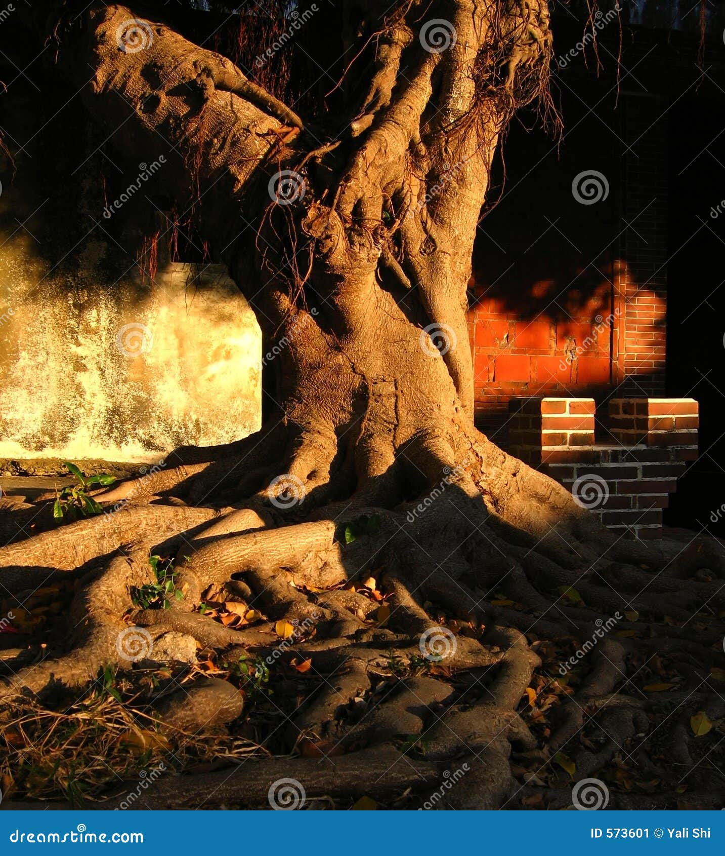 Ancient Tree in a Chinese Courtyard Stock Image - Image of afternoon ...