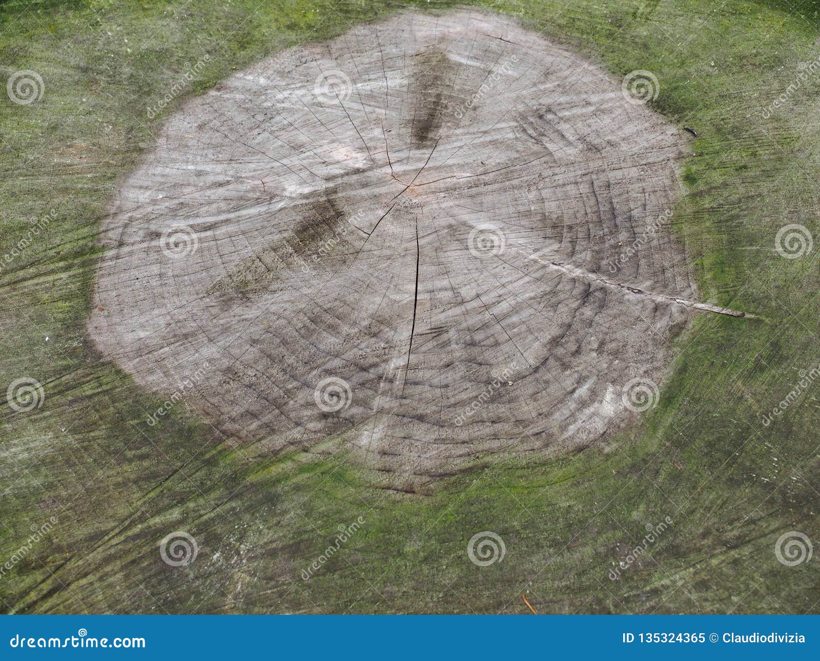 Ancient Tree Cross Section with Growth Rings Stock Image - Image of ...
