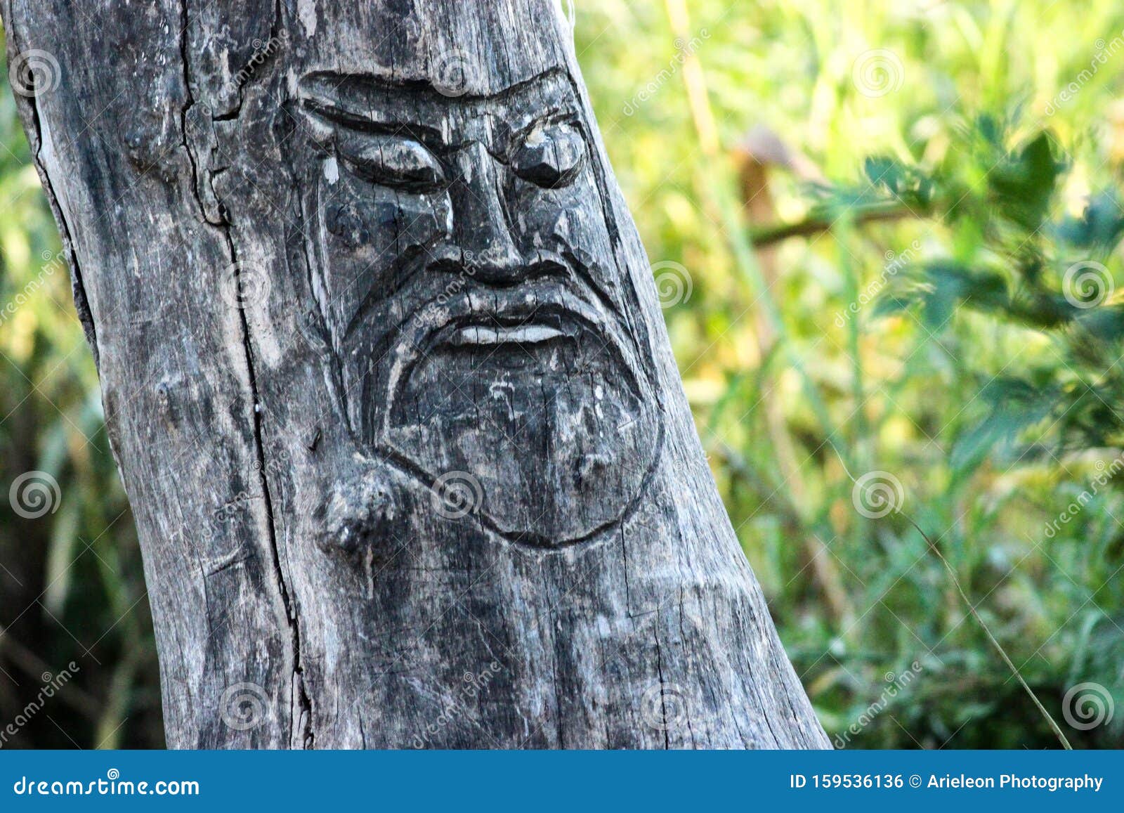 An old tree with a face stock photo. Image of fantasy - 159536136