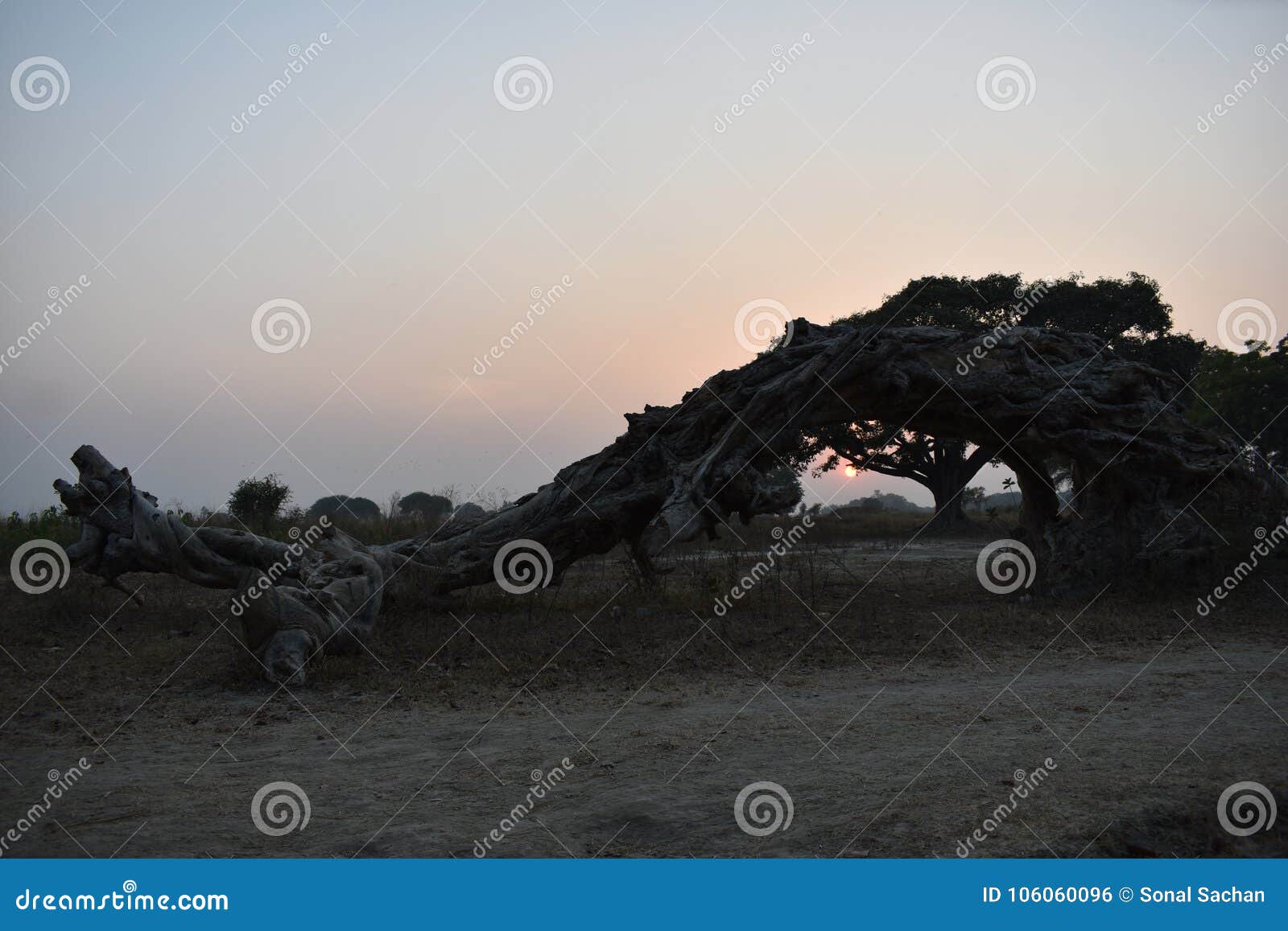 An Ancient Tree Fallen in the Ground Stock Photo - Image of ground ...