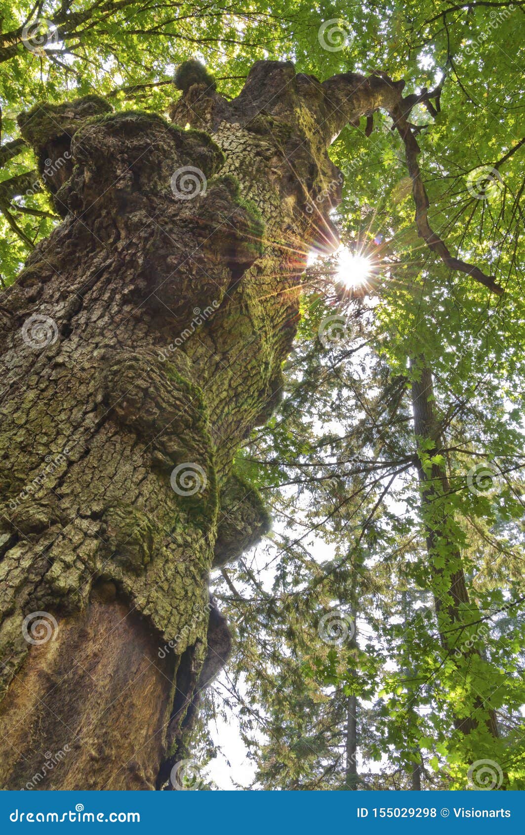 Ancient Tree in Forest with Sun Flare Stock Photo - Image of tall ...