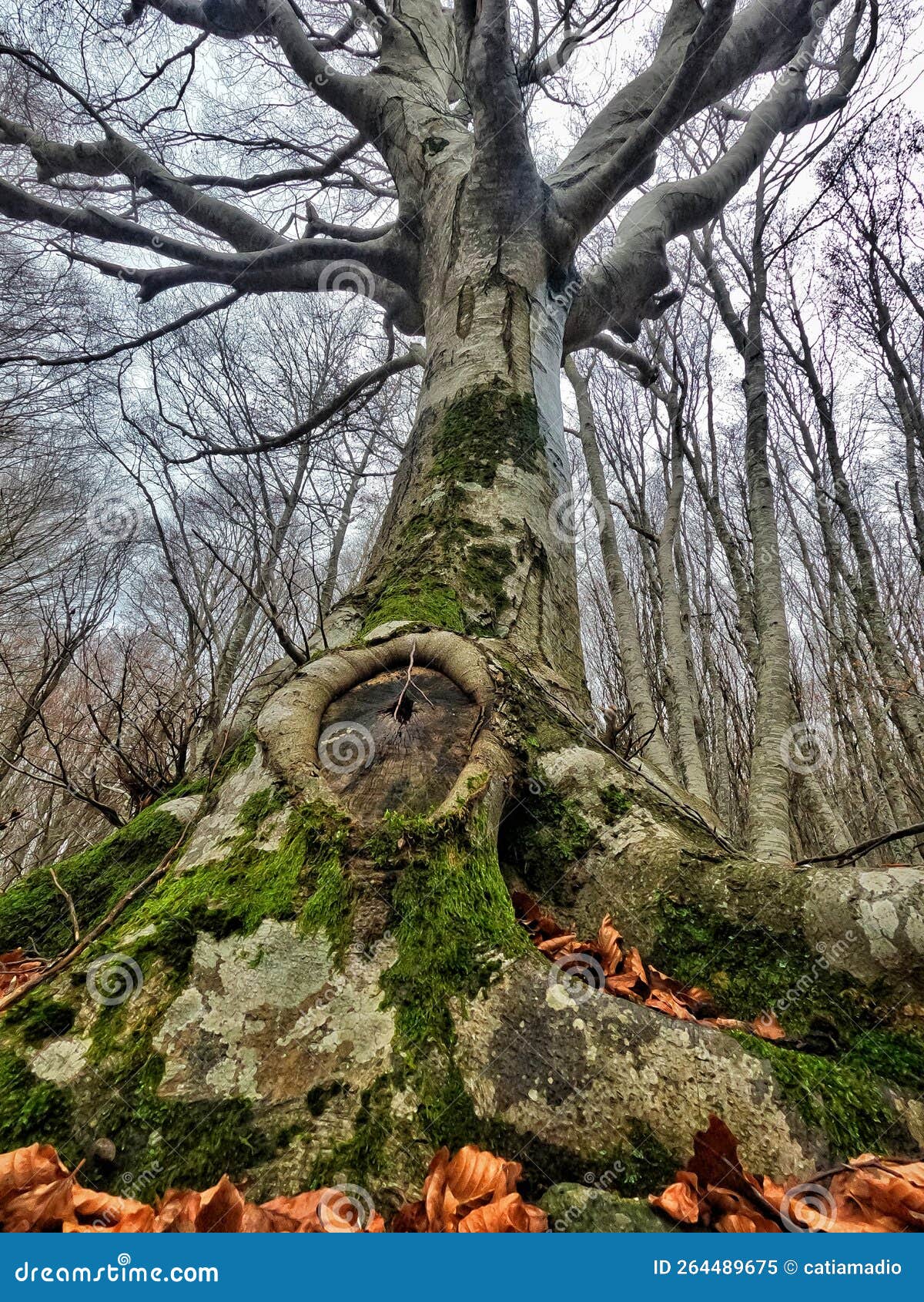 Ancient Tree in a Magical Forest Stock Image - Image of wilderness ...