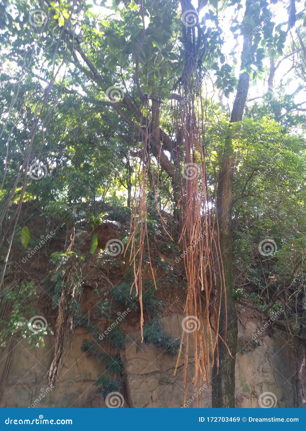 Ancient Tree Root Wilderness Jungle Stock Image - Image of root, tree ...