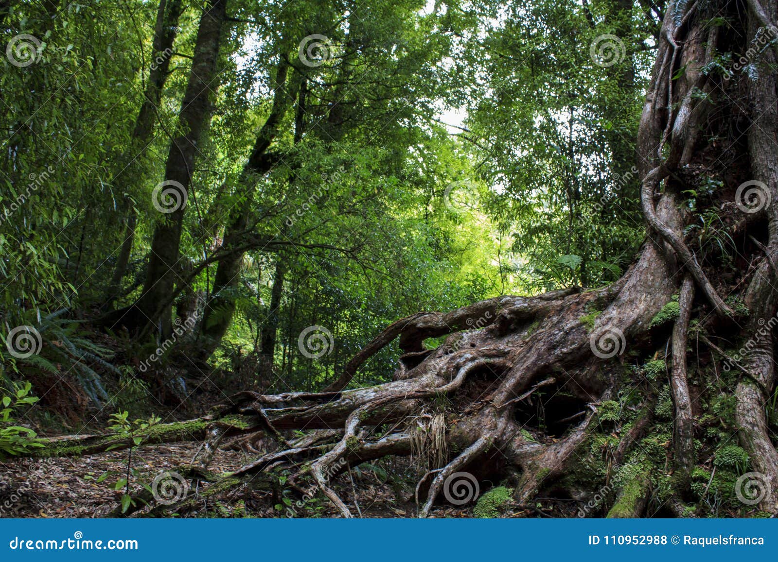 Ancient tree roots stock photo. Image of giant, fantasy - 110952988