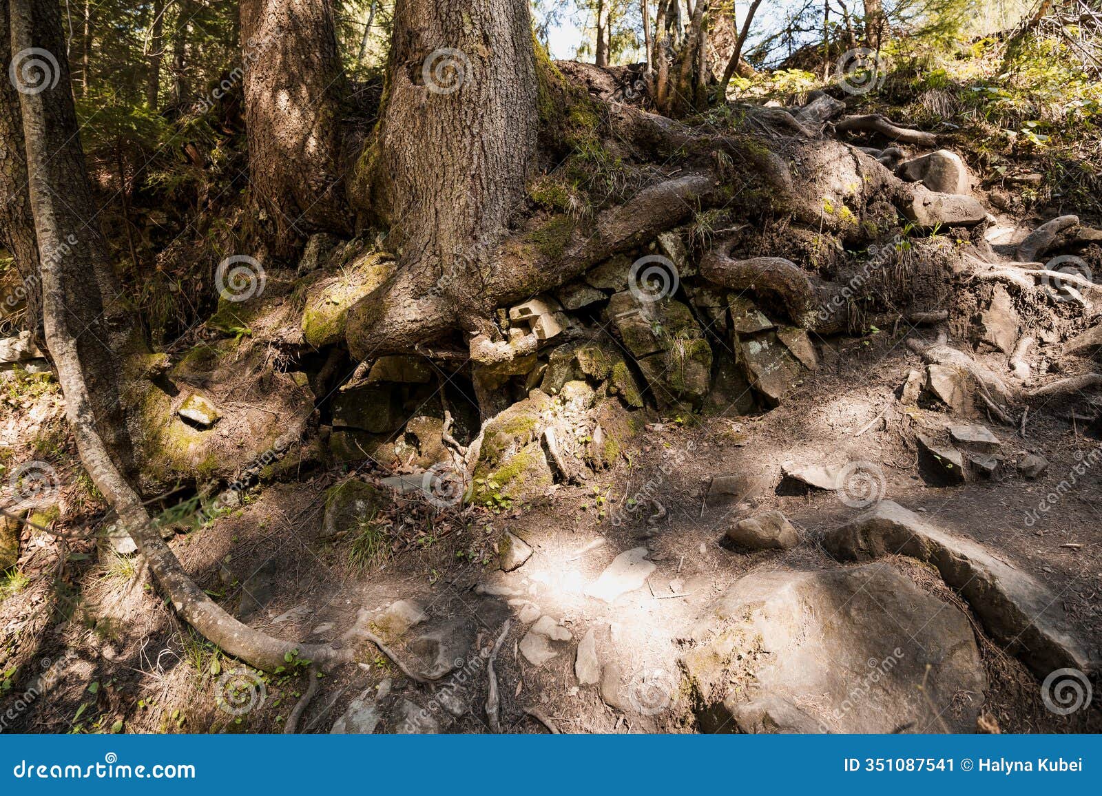 Ancient Tree Roots Encroaching on Weathered Stone Terrain Stock Image ...