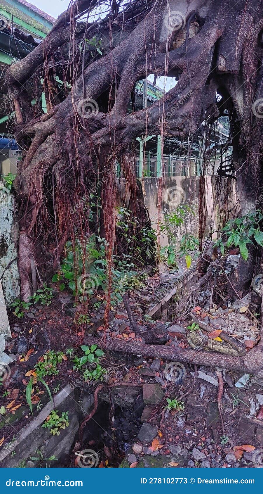 Ancient Tree Roots beside Ancient Forgotten Building Stock Image ...