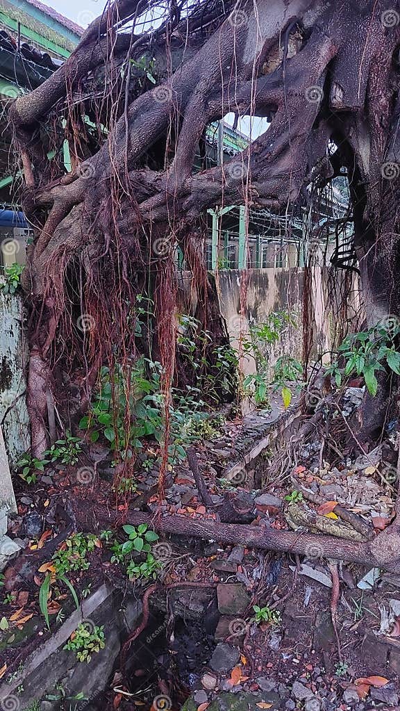 Ancient Tree Roots beside Ancient Forgotten Building Stock Image ...