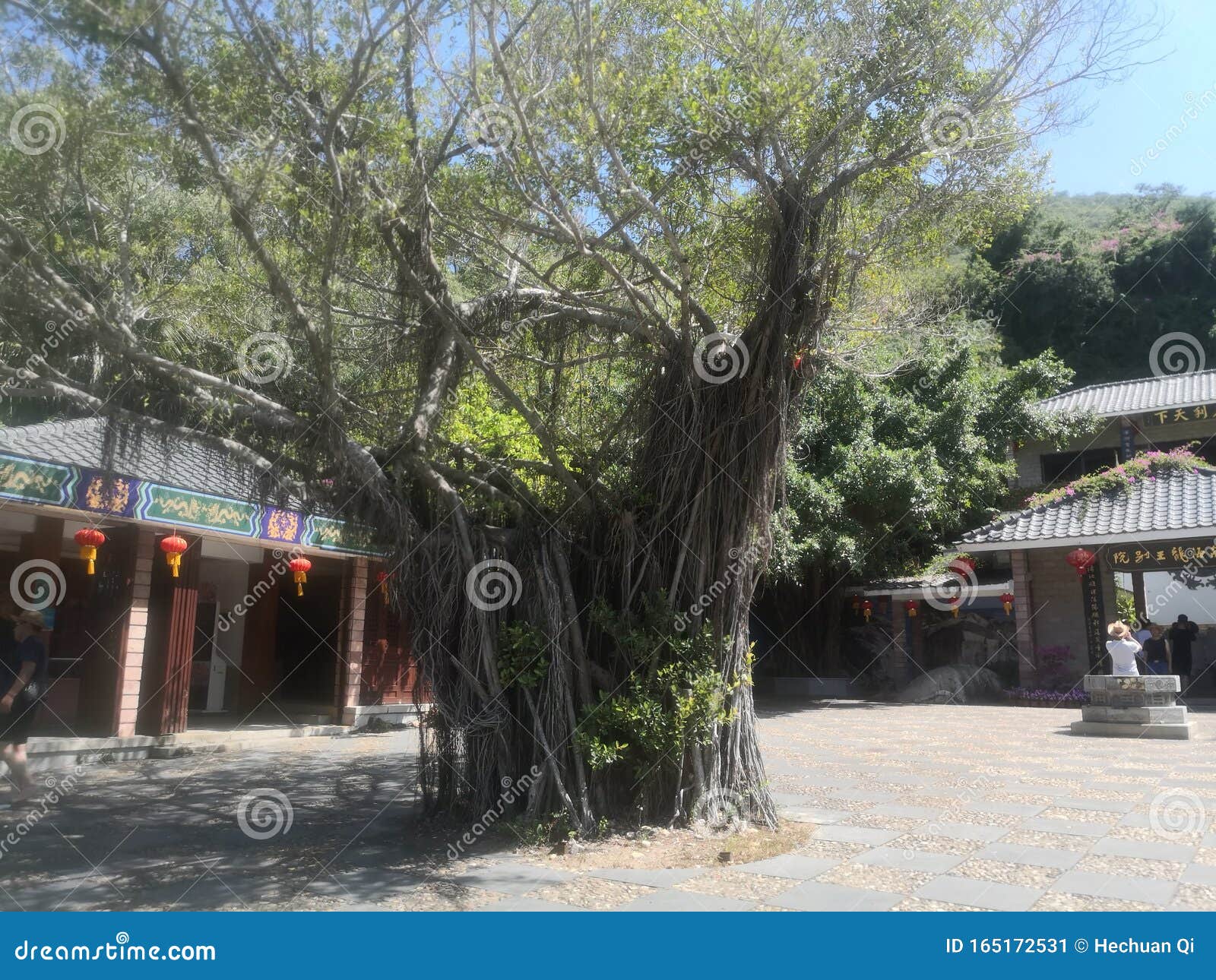 An Ancient Tree At Gobekli Tepe Near Sanliurfa In Eastern Turkey ...