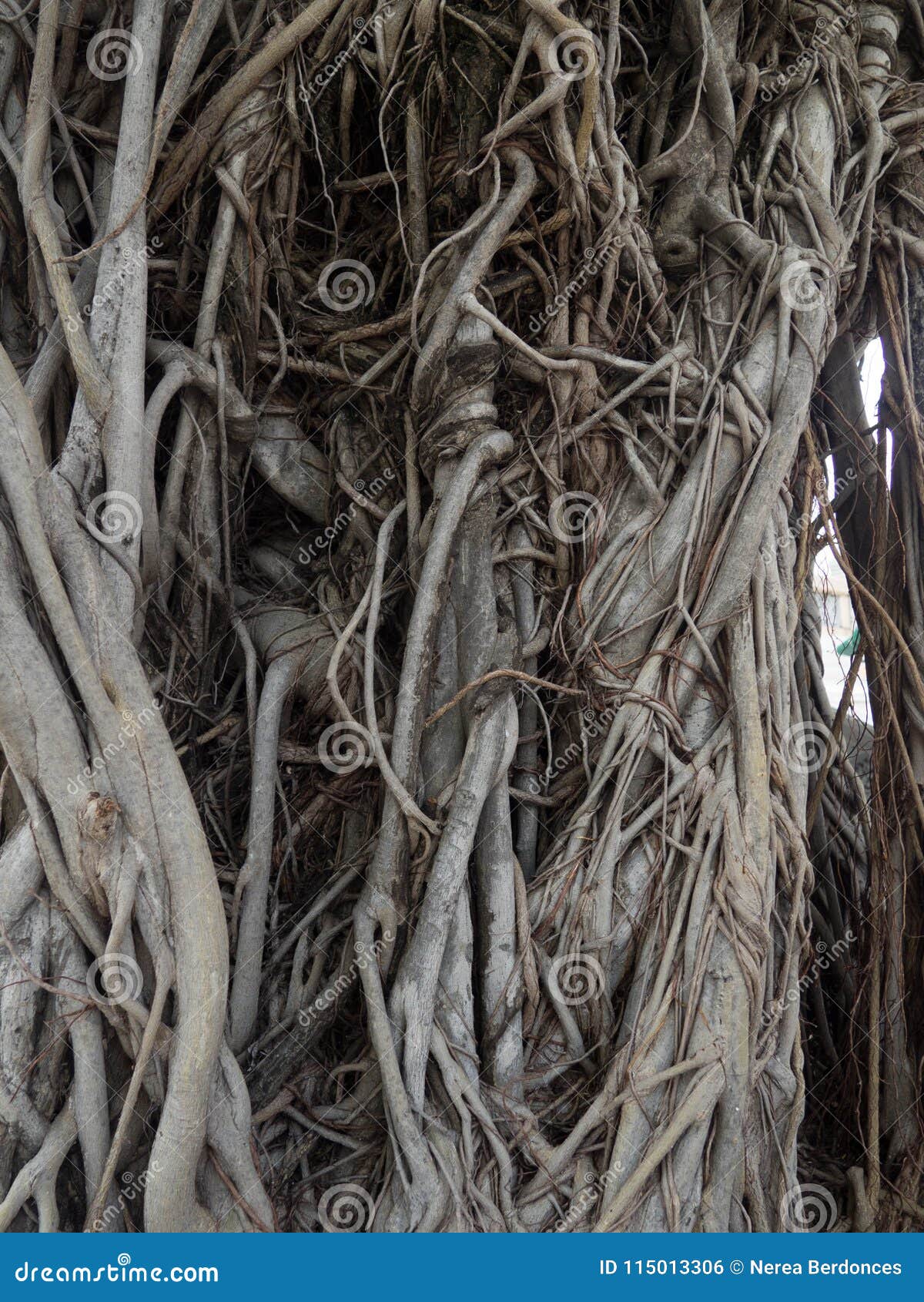 Tree mixed roots stock photo. Image of thai, former - 115013306
